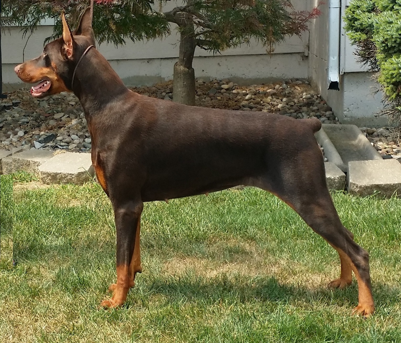 J Bar S Dobermans- Female dogs