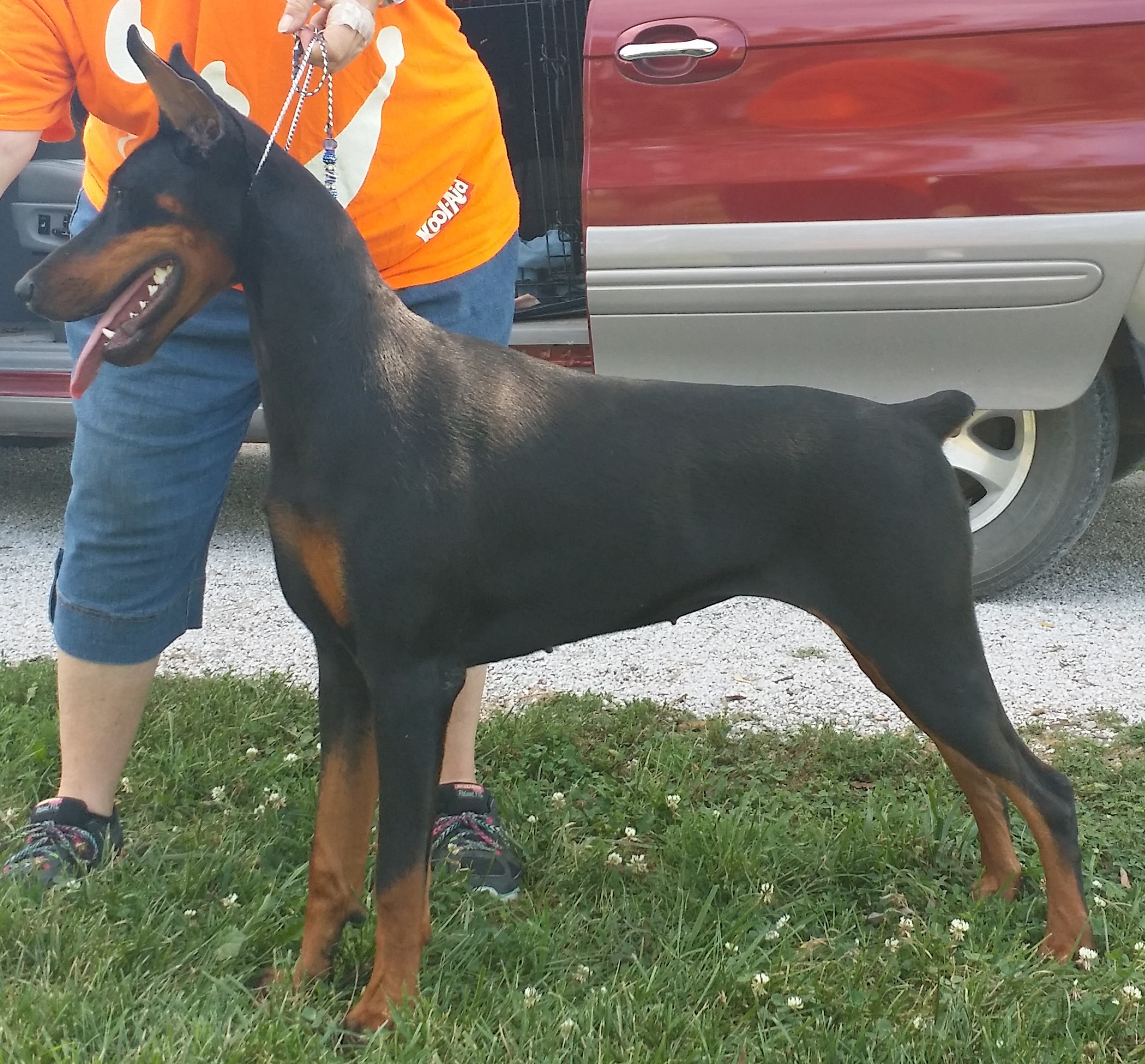 J Bar S Dobermans- Female dogs