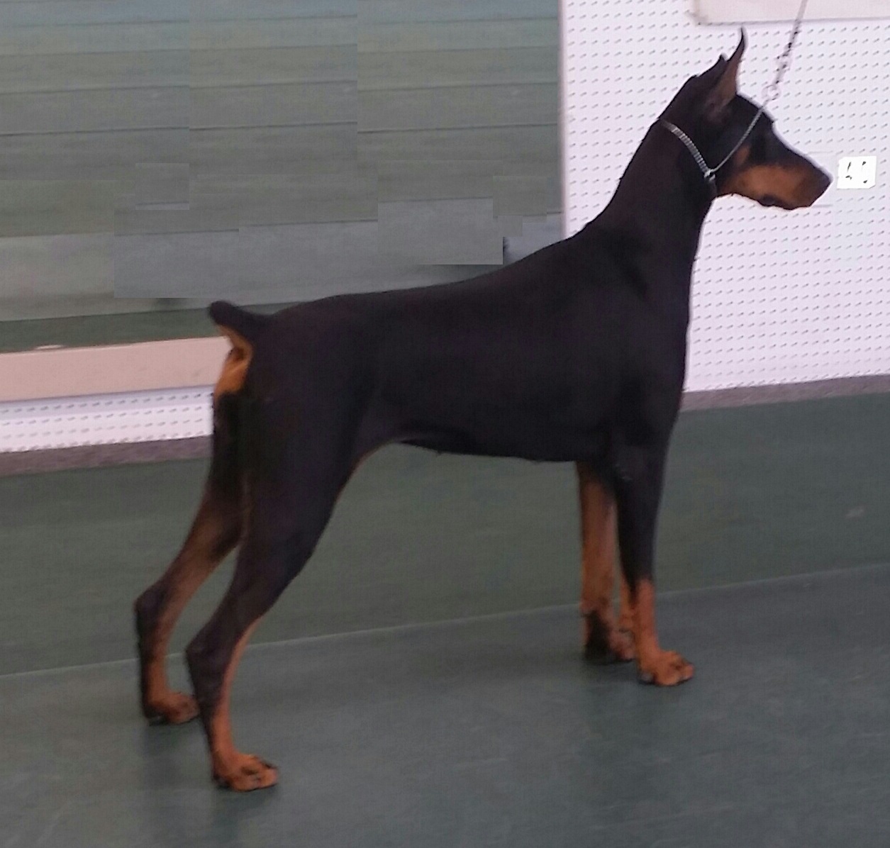 J Bar S Dobermans- Female dogs